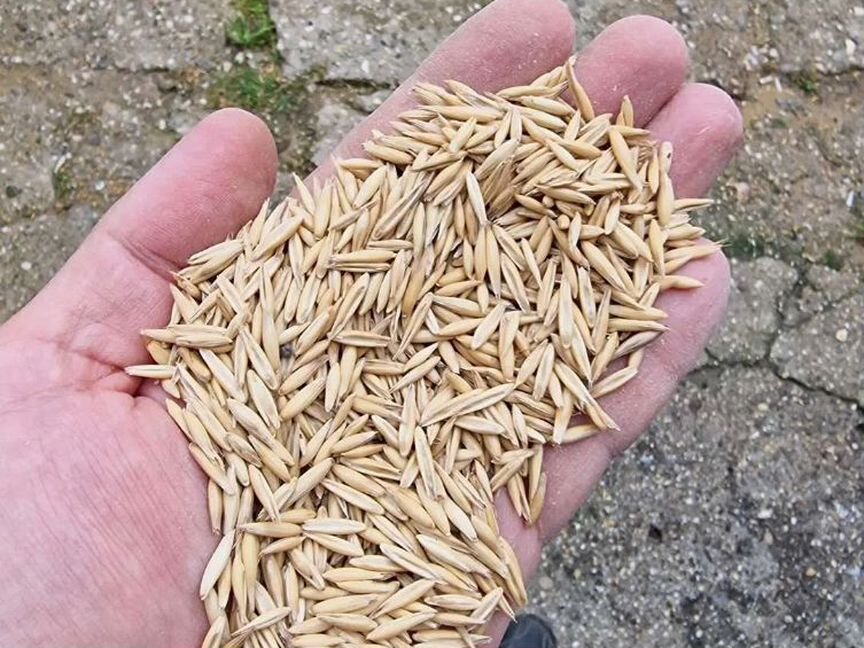 Гречиха, Кормовой овёс на корм