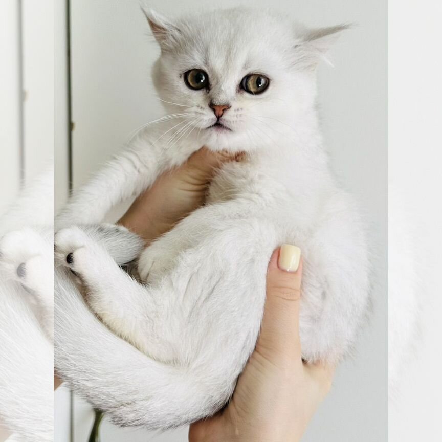 Британский короткошёрстный котёнок