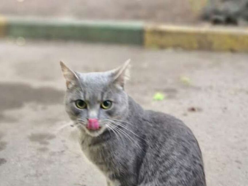 Кот-британец в дар бесплатно