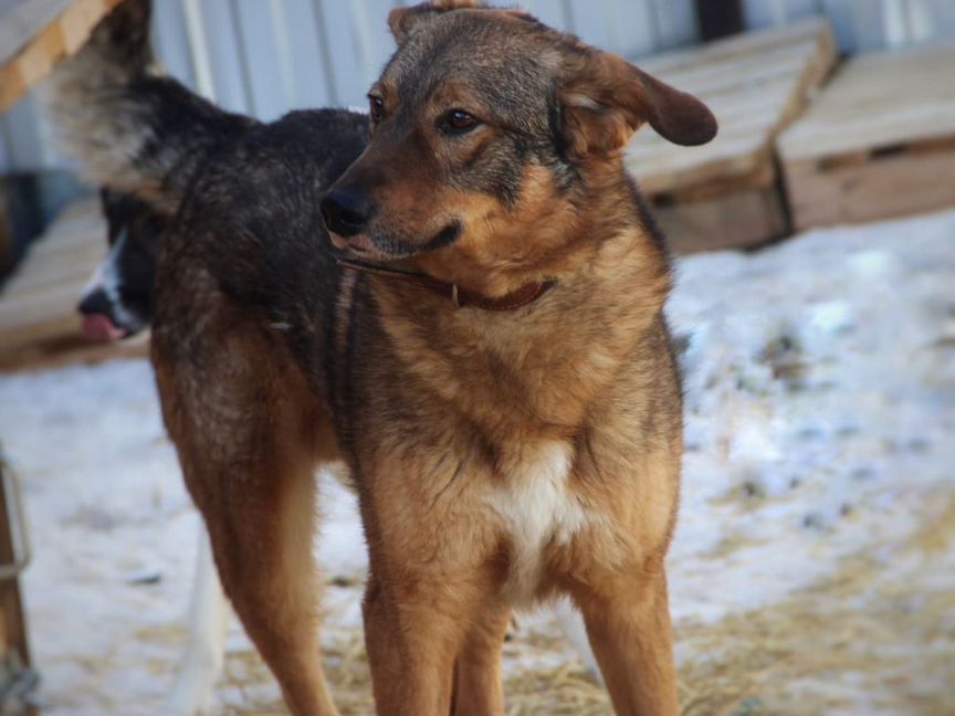 В добрые руки
