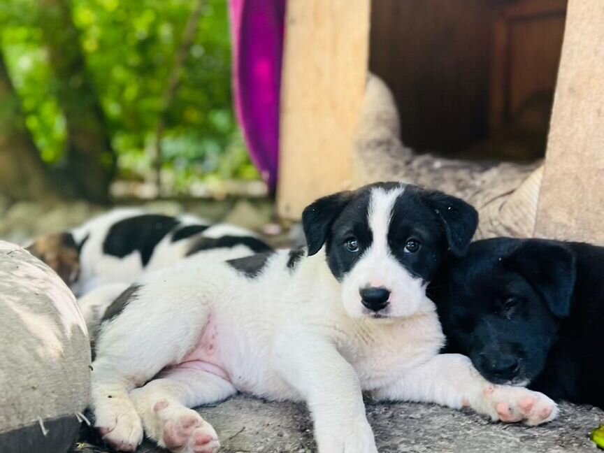 Щенок в добрые руки бесплатно