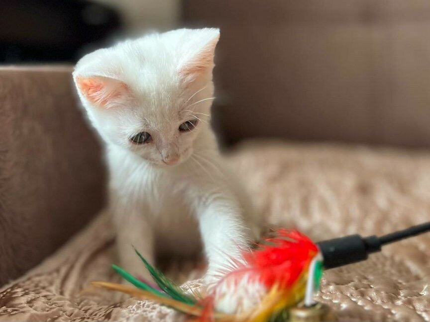 Котята бесплатно