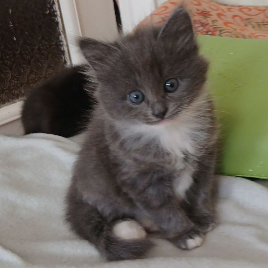 Котёнок в добрые руки