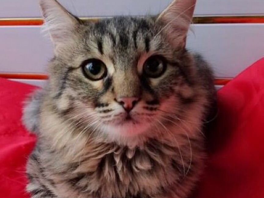 Красавчик Филя в дар