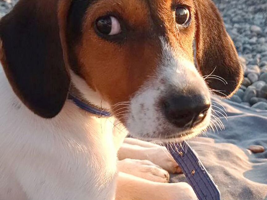 Щенок бесплатно