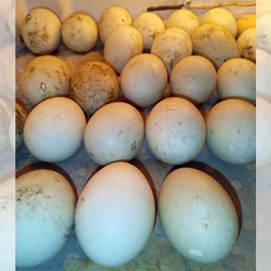 Яйцо инкубационное бегунков