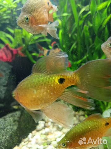 Барбус огненный вуалехвостый