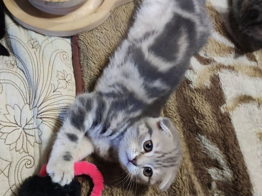 Шотландские котята