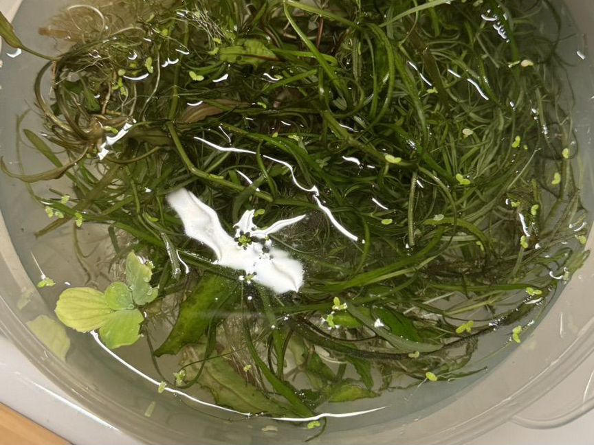 Аквариумная прополка