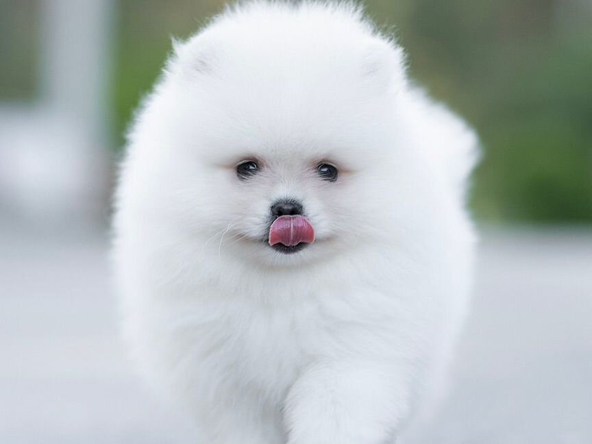 Белый медвежонок мальчик