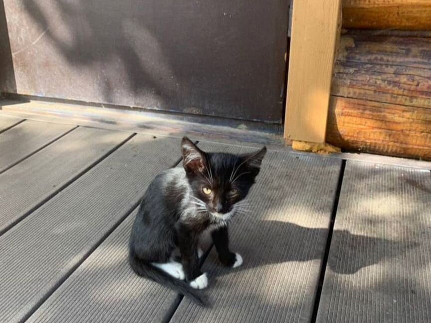 Черный котенок