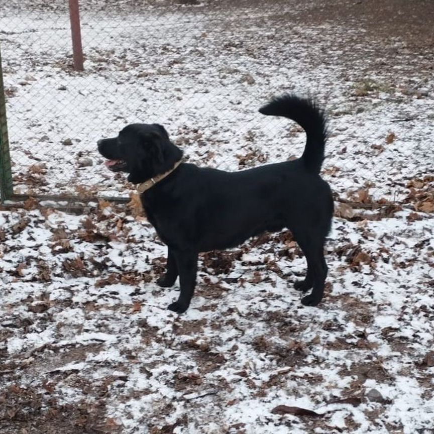 Потерялся лабродор,ищем хозяев