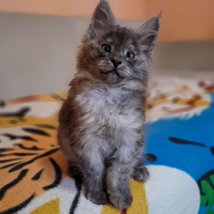 Мейн-кун котёнок