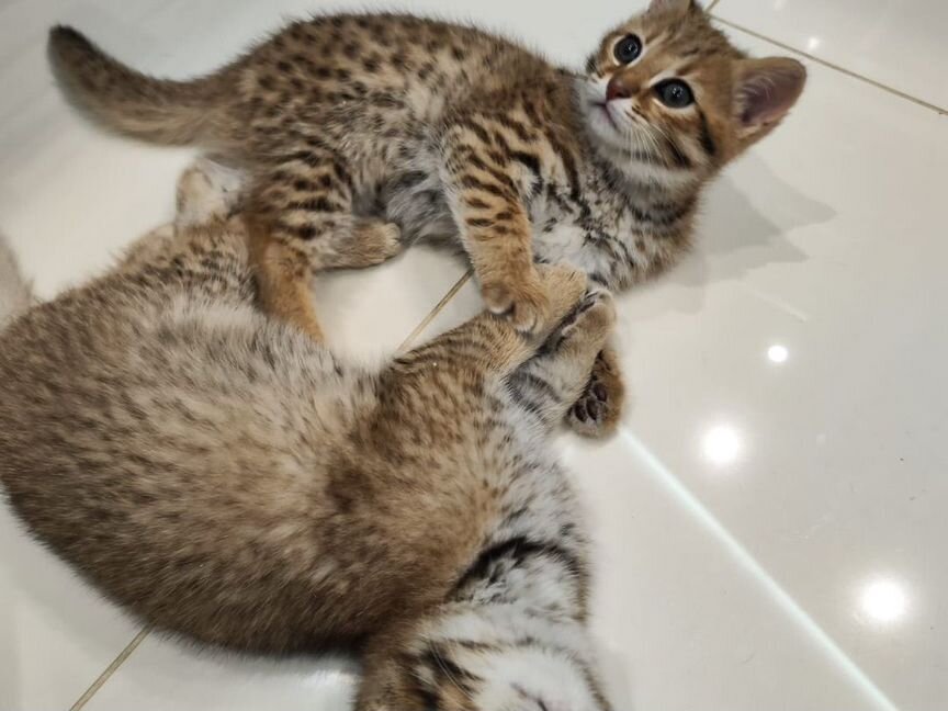 Алк Ф1, (алк + Бри)