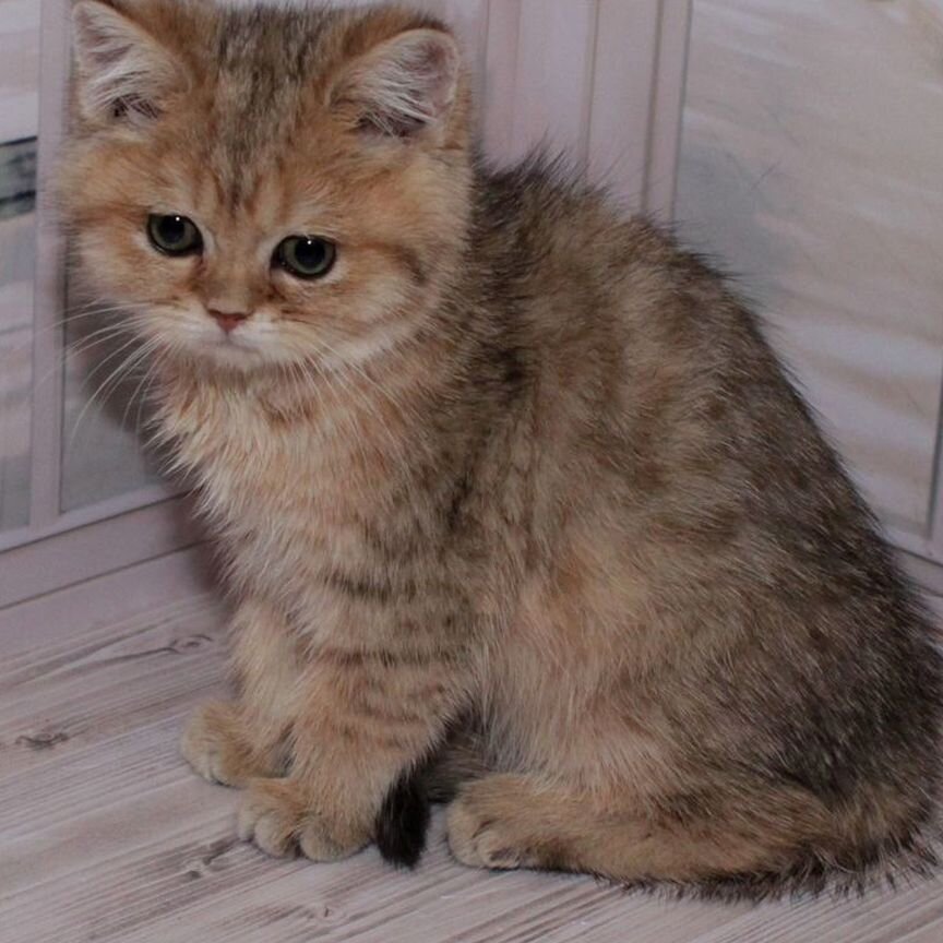 Британский короткошёрстный котёнок