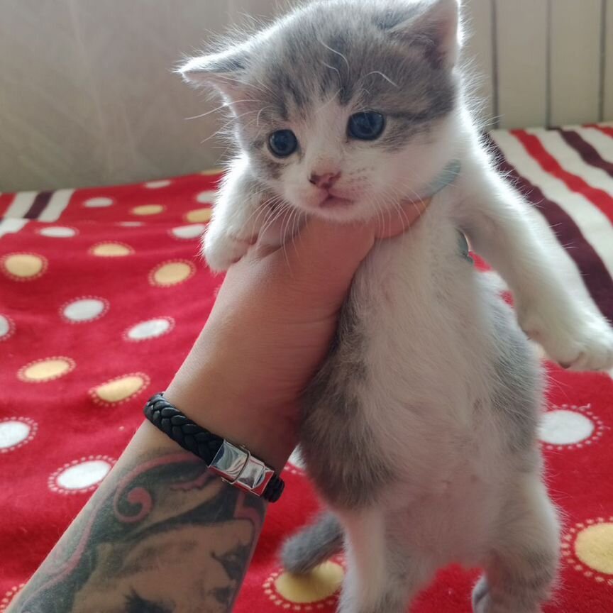 Шотландская прямоухая кошка