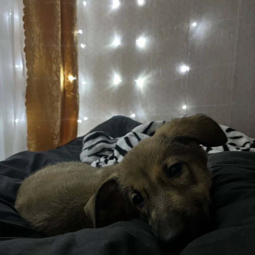 Щенок в добрые руки бесплатно