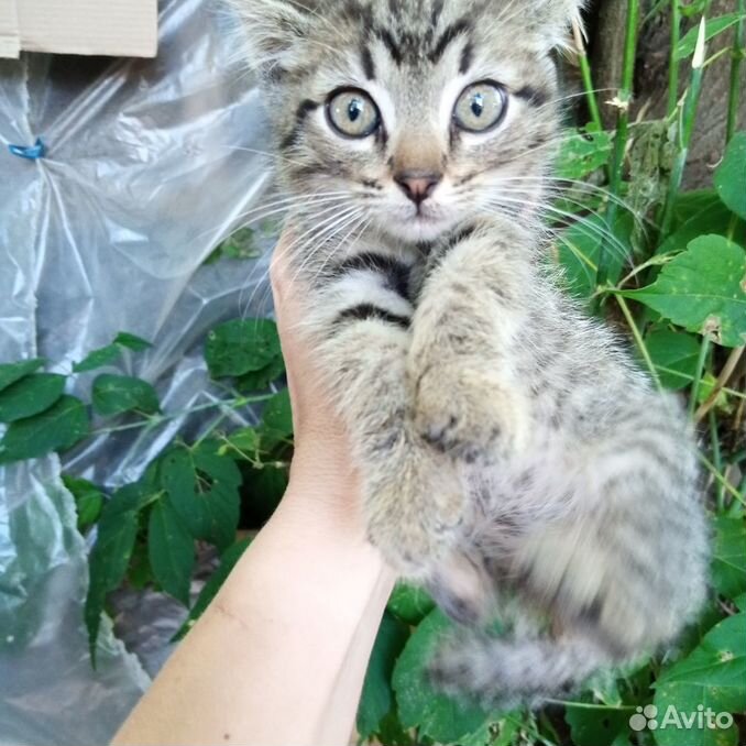Бездомный котенок мечтает стать домашним