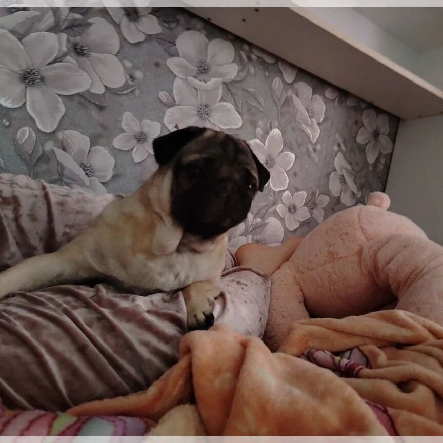 Мопс, взрослая собака