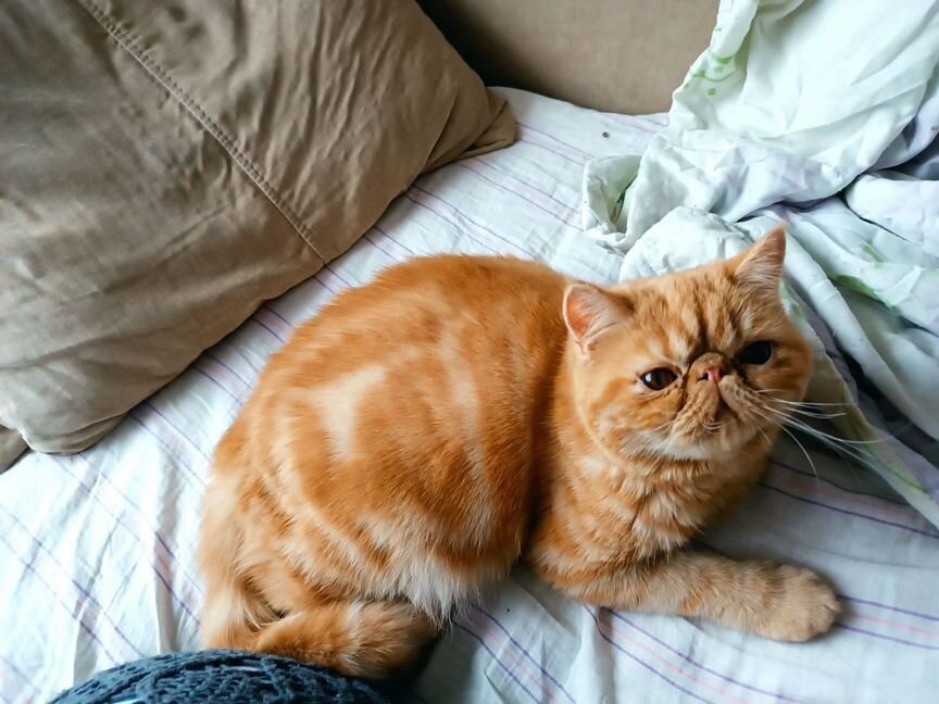 Отдам кошечку экзотического перса
