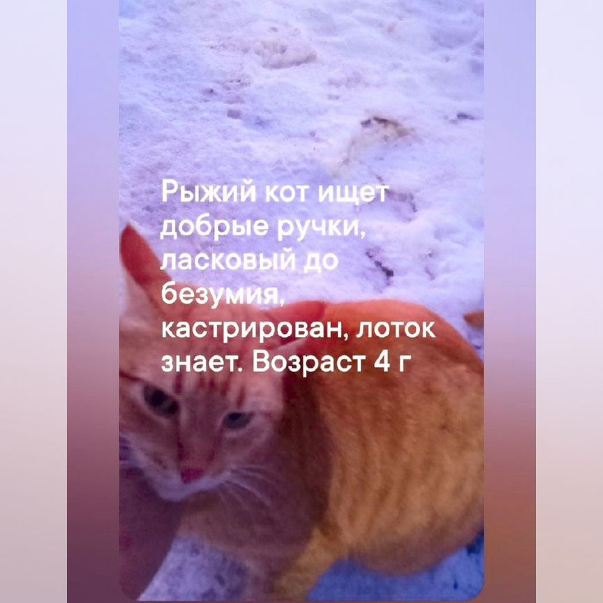 Два кота оба рыжие возрост 3-4 года