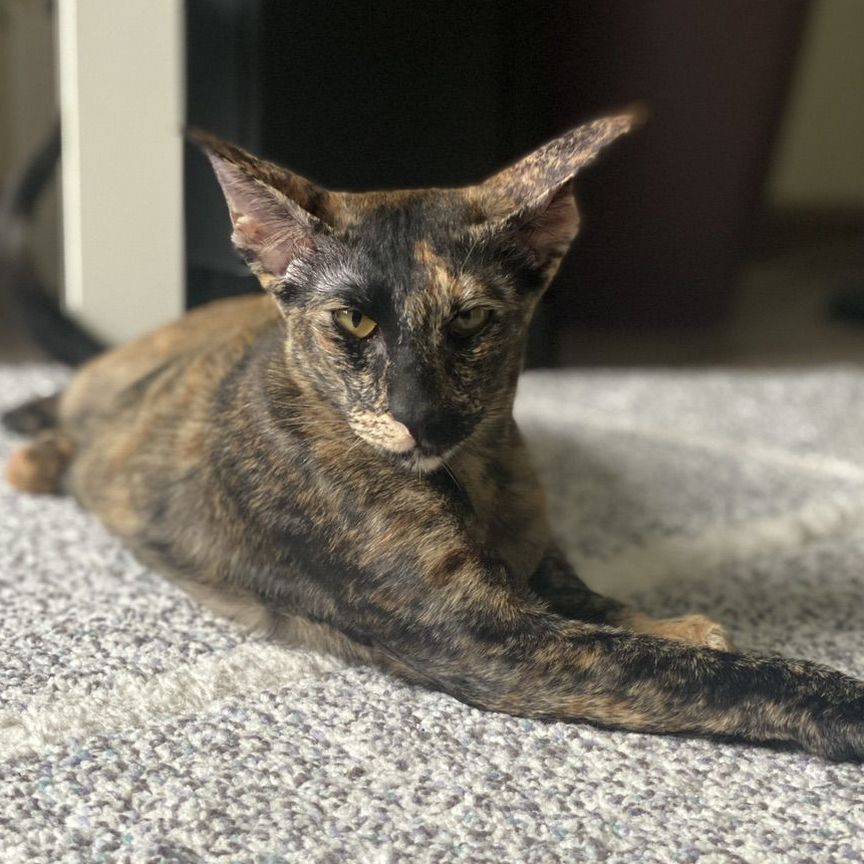 Ориентальная производитель