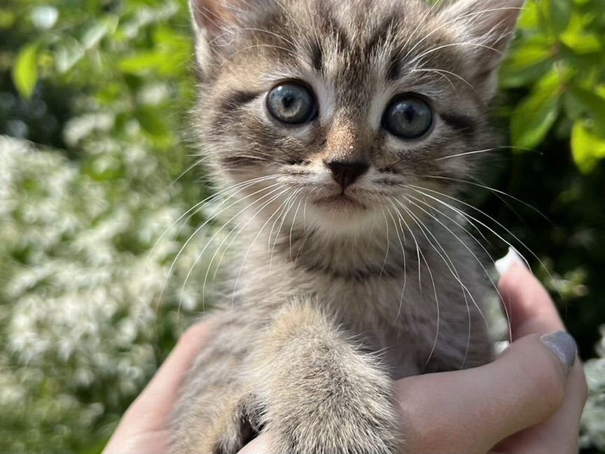 Котята белые,серые