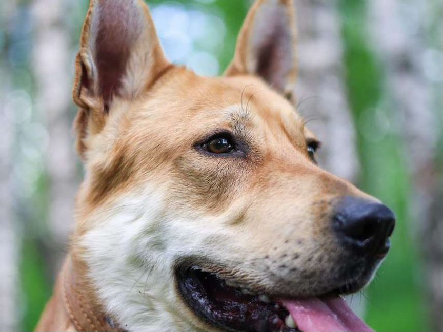 Шнапс ищет дом