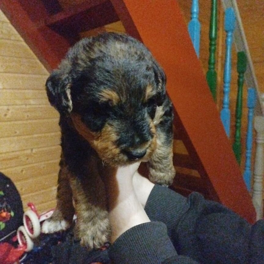 Щенки эрдельтерьера