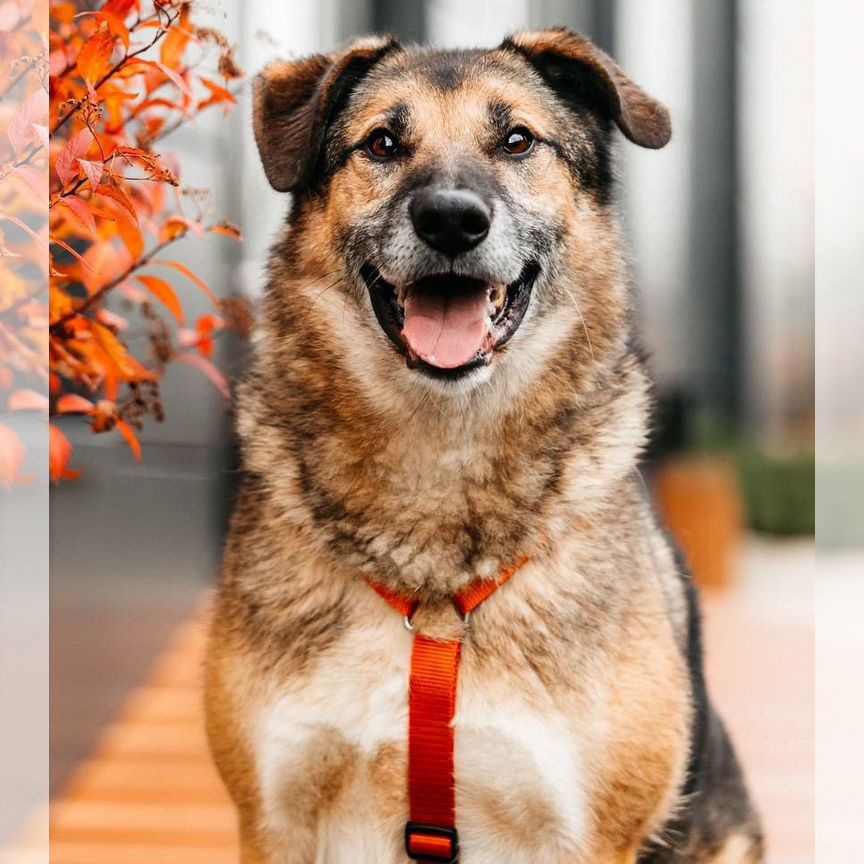 Взрослый пёс в добрые руки