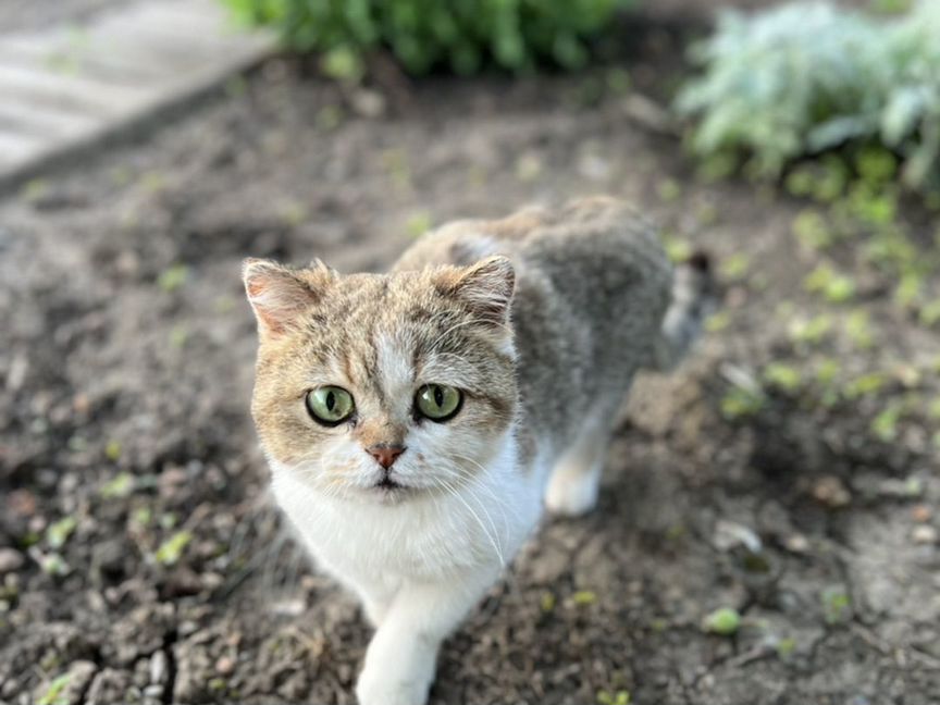 Нашелся котенок