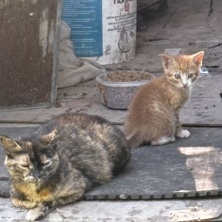 Котёнок в добрые руки