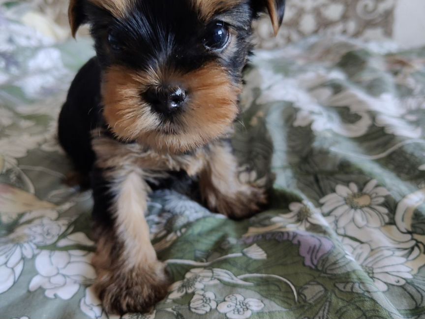 Йоркширский терьер