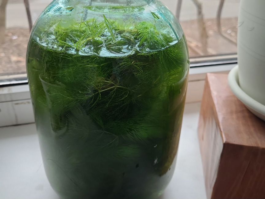 Роголистник много