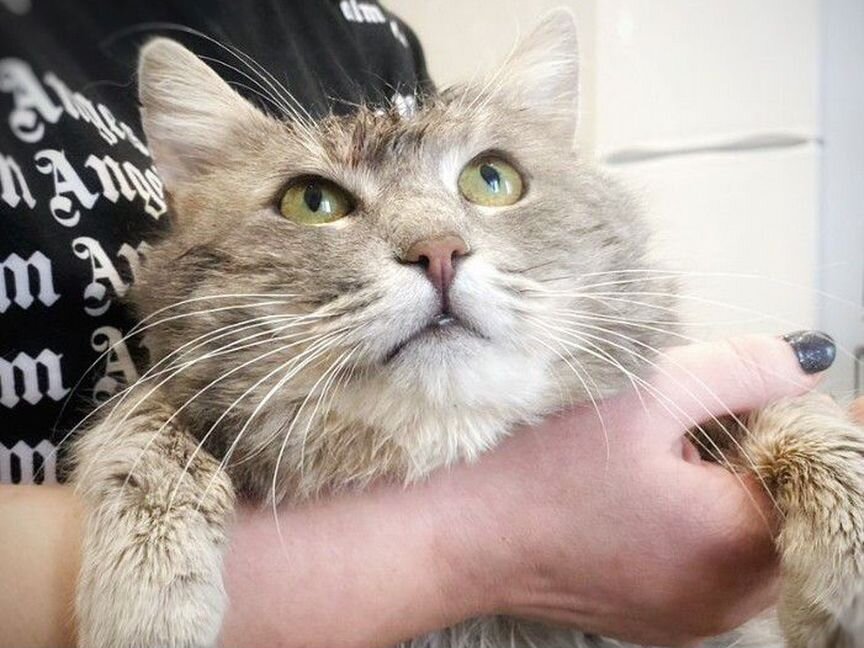 Котика бросили на вокзале