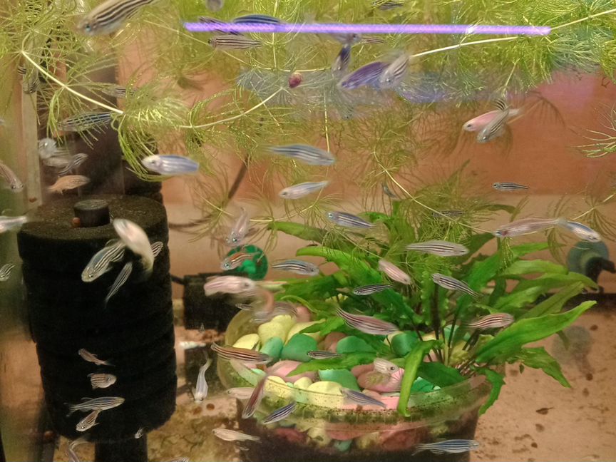 Аквариумные рыбки и корма