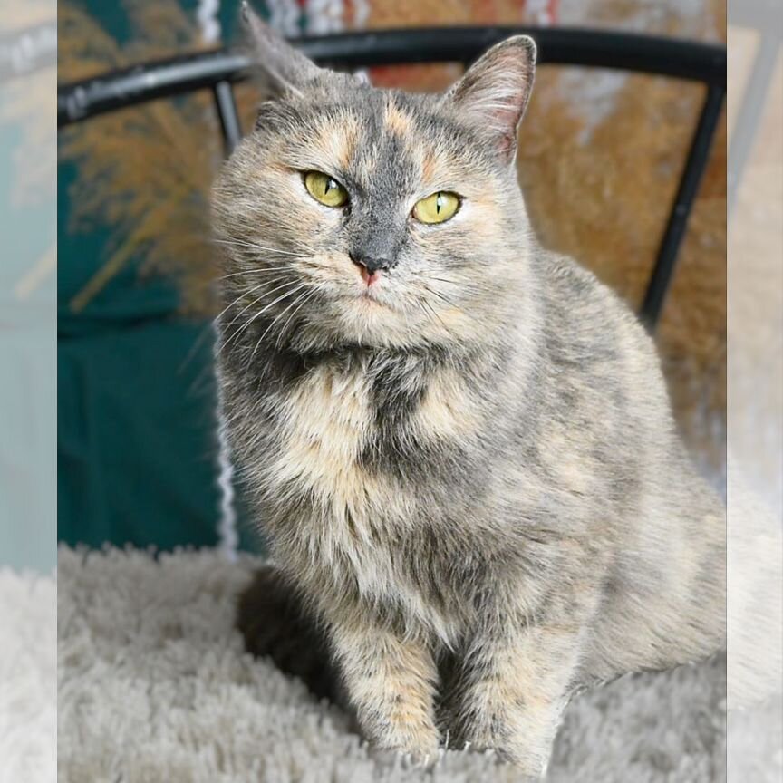 Тихая,робкая красавица кошечка