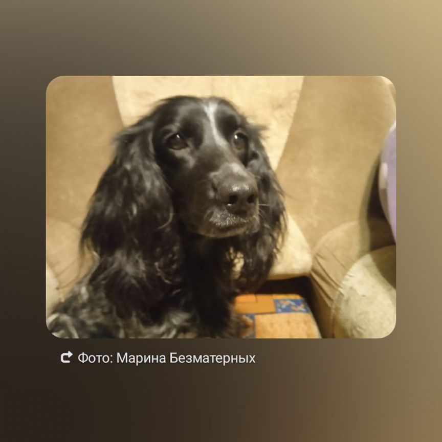 Русский спаниель