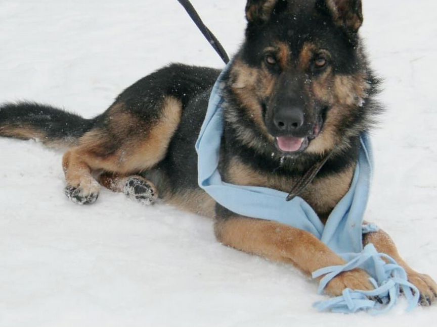 Собака в добрые руки