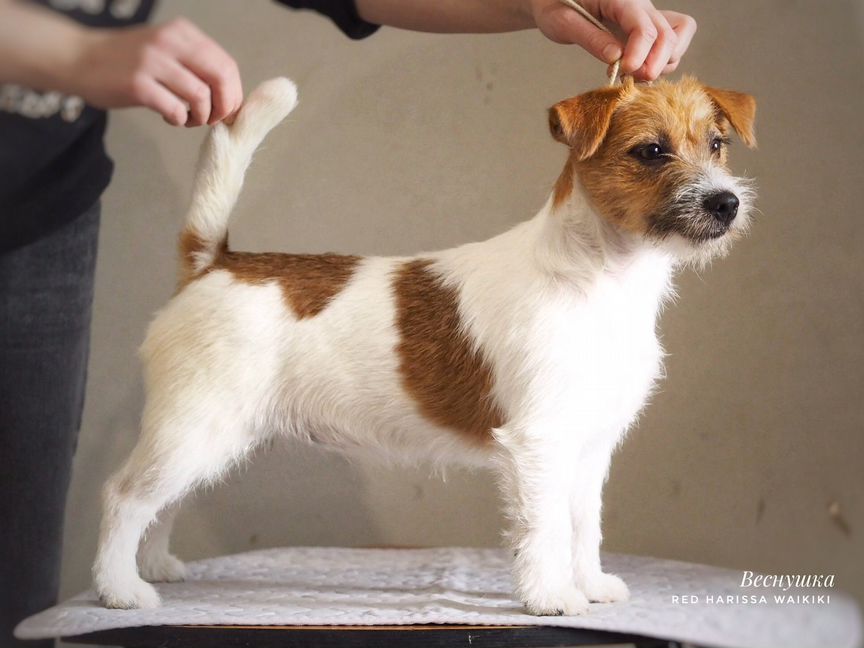 Щенки Джек Рассел терьер