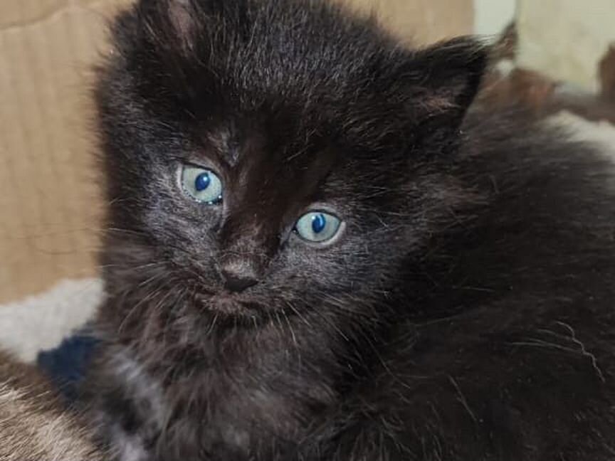 Котенок в добрые руки