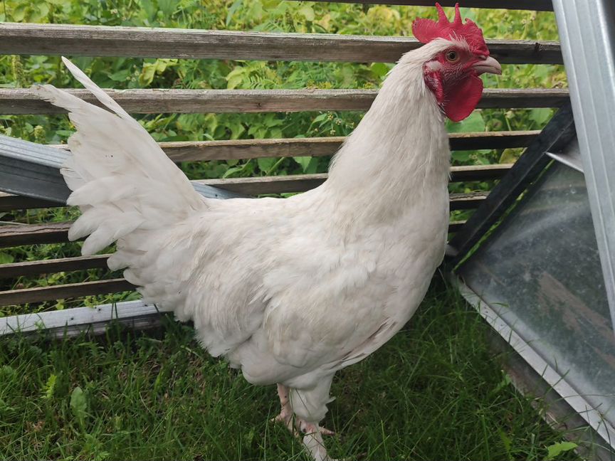 Петух 4 месяца