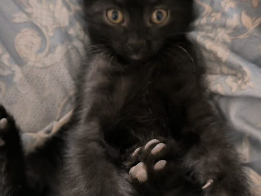 Котенок тайский бобтейл