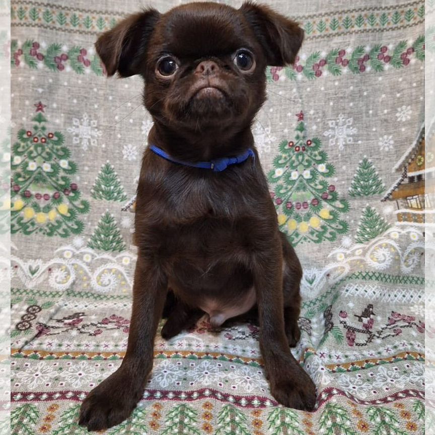 Пти-брабансон, щенок