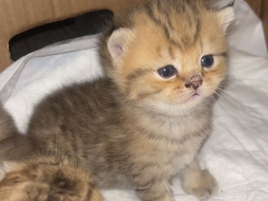 Котята Шотландской шиншиллы