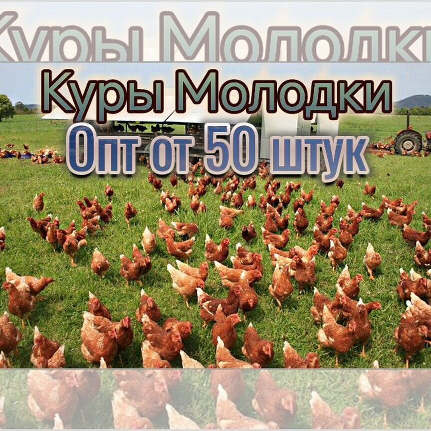 Куры Молодки Опт 50шт
