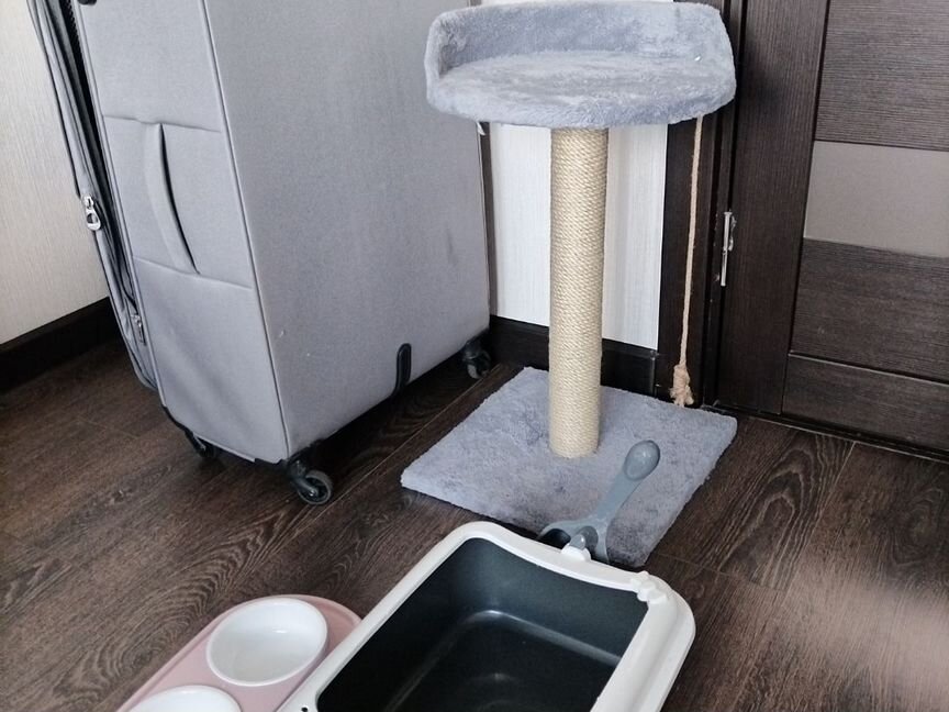 Когтеточка, лоток, миски, лежанка для кошки