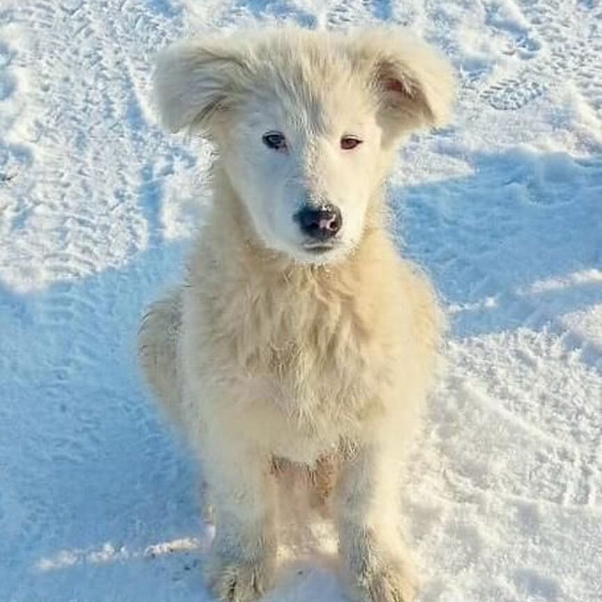 Щенок в добрые руки