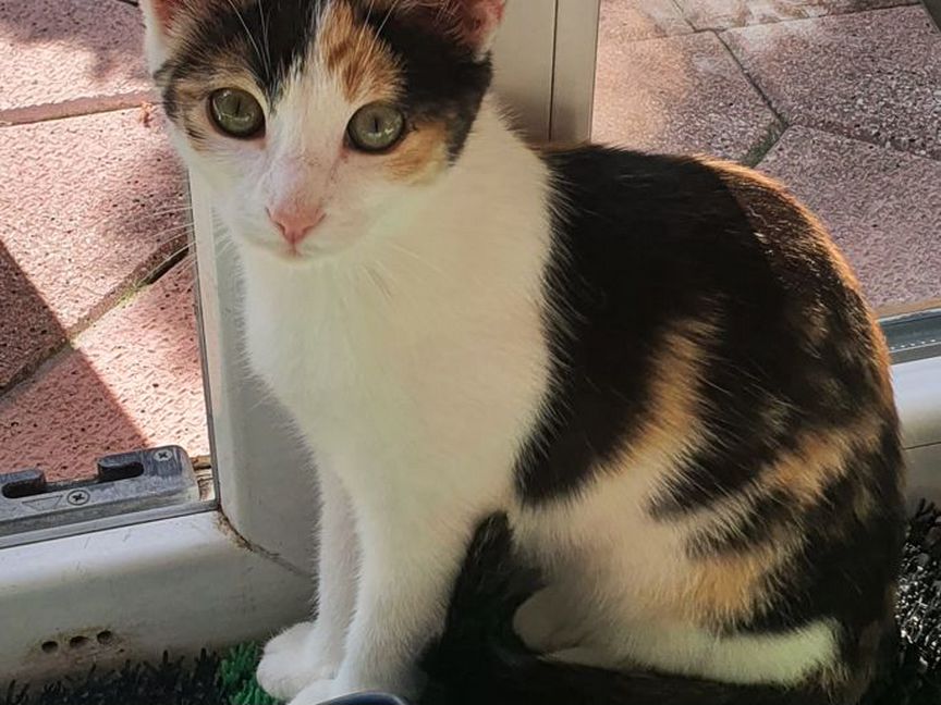 Котенок