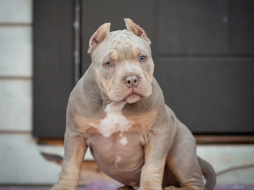 Американский булли Кобель окраса лиловый триколор